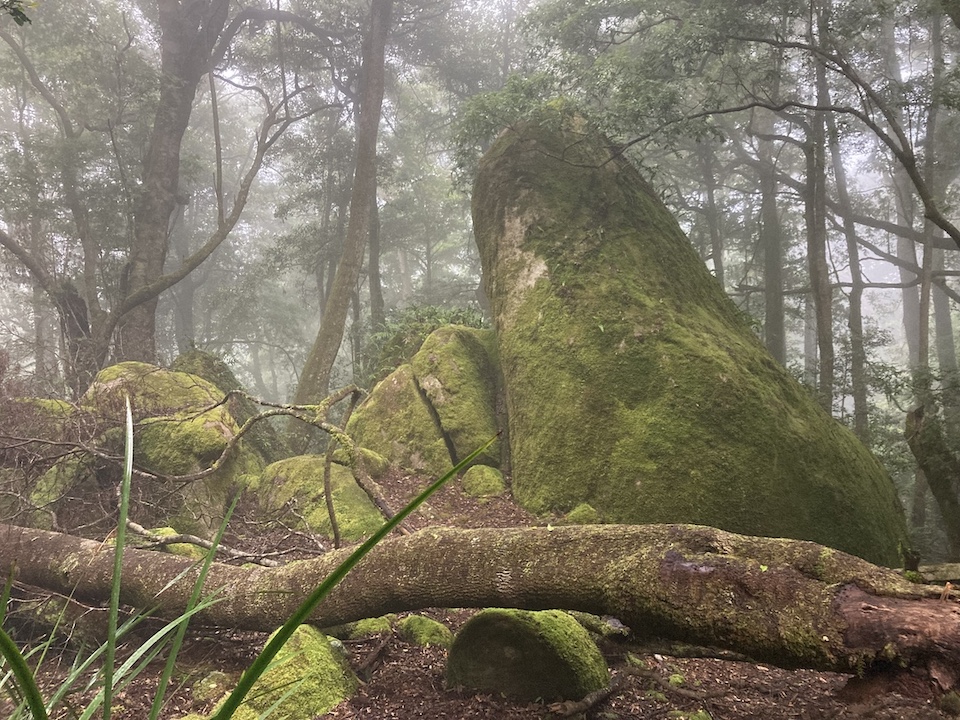 Climbing Gulaga – Maximos' Blog